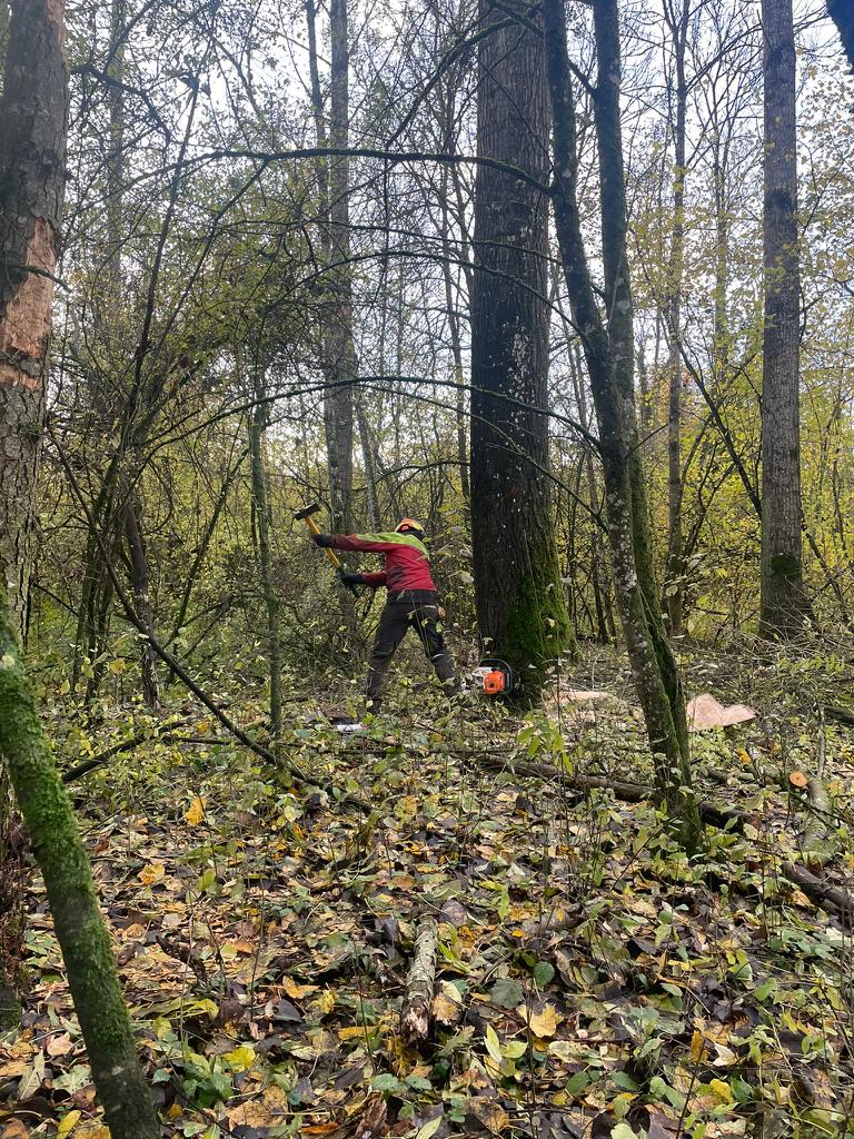 Coupes - Groupement forestier Broye-Vully – Groupement forestier Broye ...