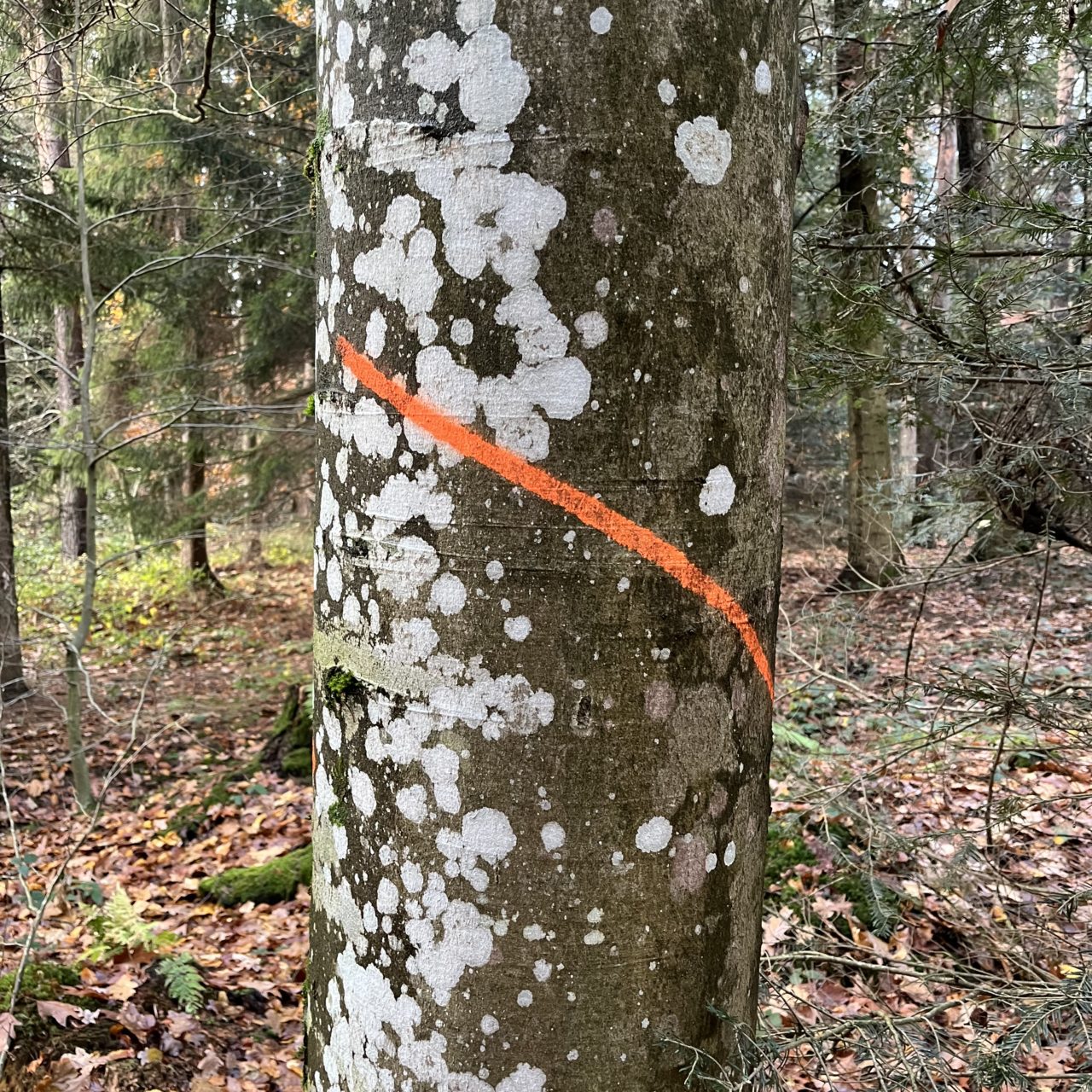 Accueil - Groupement forestier Broye-Vully – Groupement forestier Broye ...